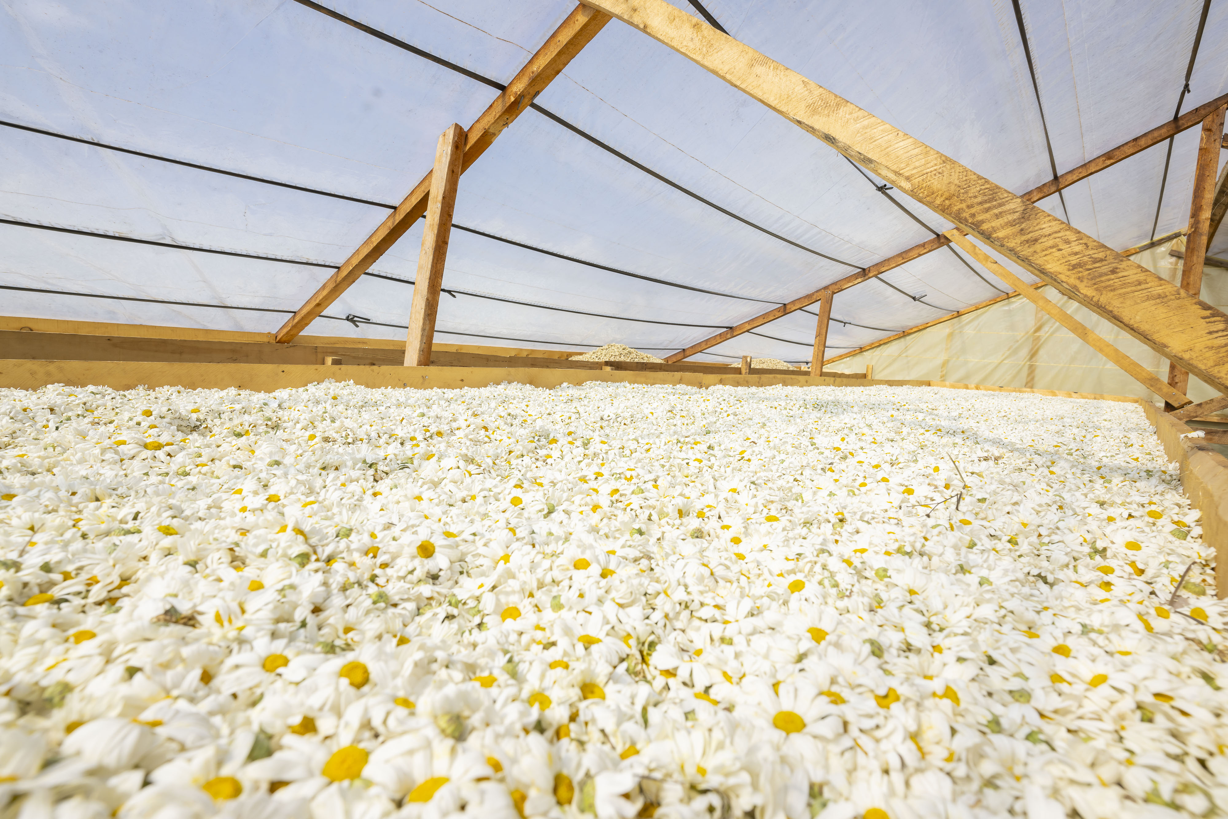ARMOSA - Official supplier of Pyrethrum in Europe